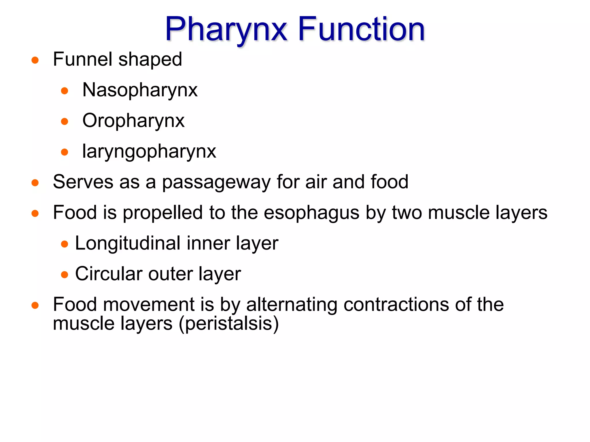 Anatomy of ailmentary canal | PPTX | Digestive Disorders | Diseases and ...