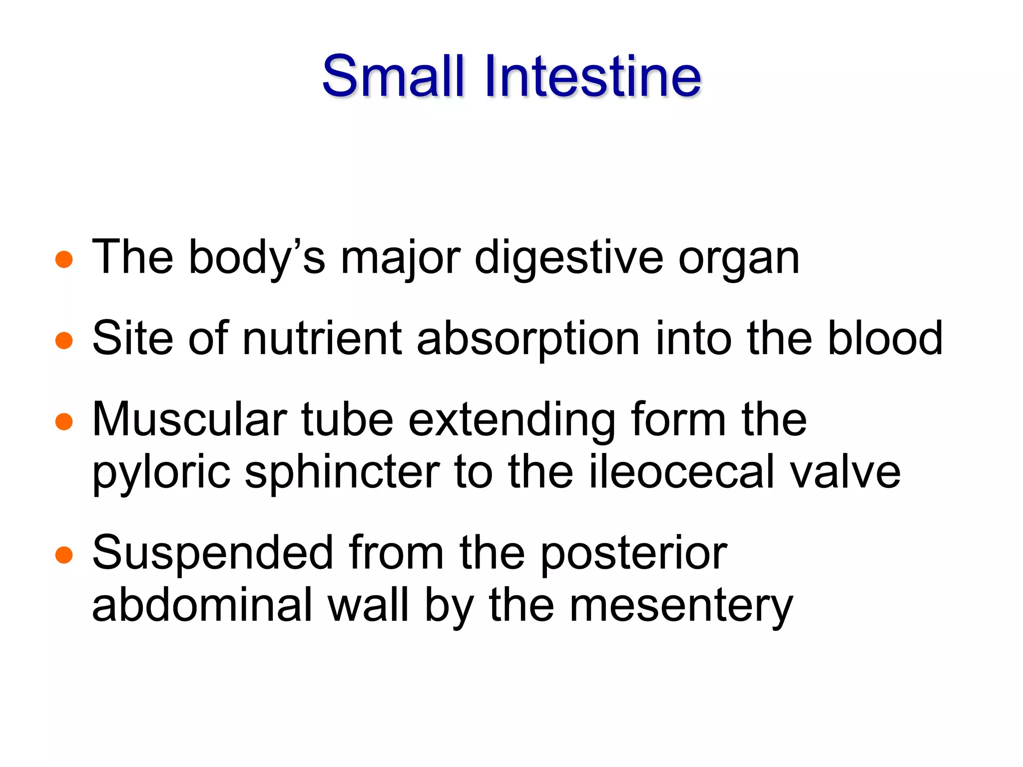 Anatomy of ailmentary canal | PPTX