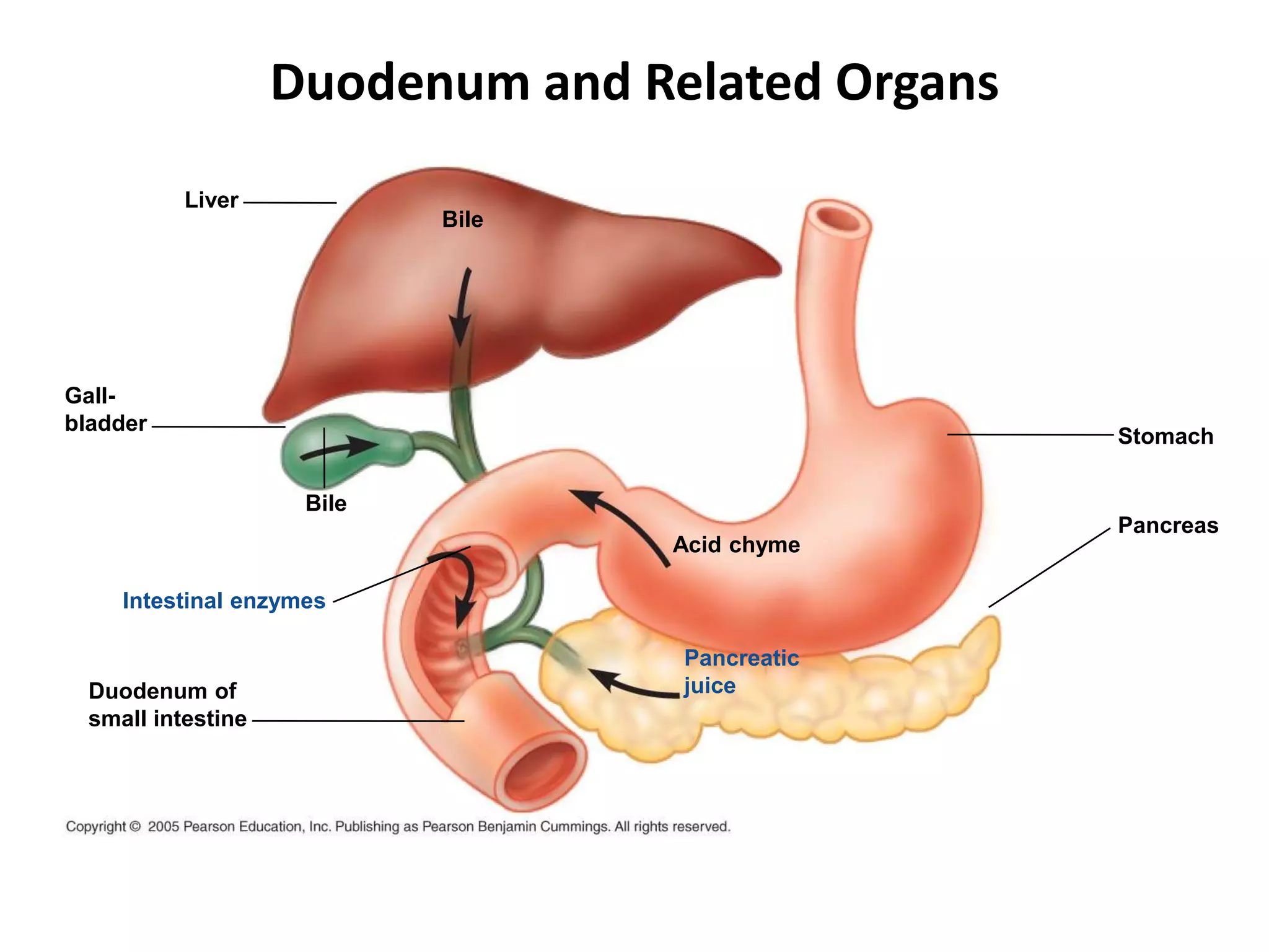 Anatomy of ailmentary canal | PPTX