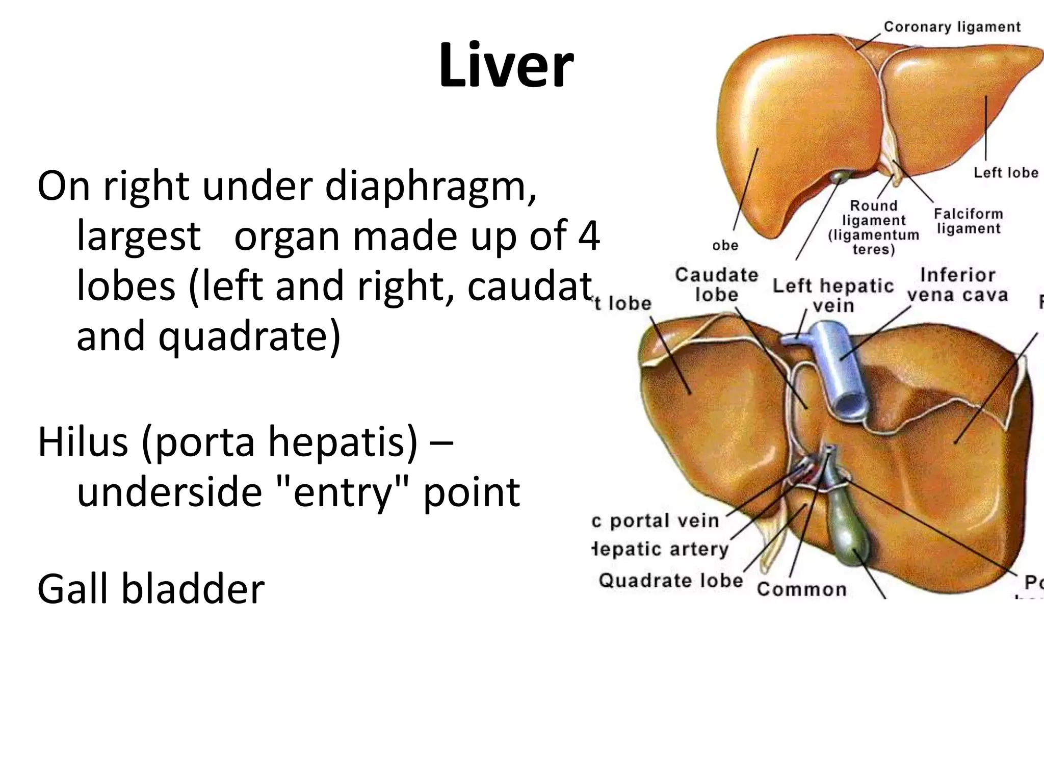 Anatomy of ailmentary canal | PPTX