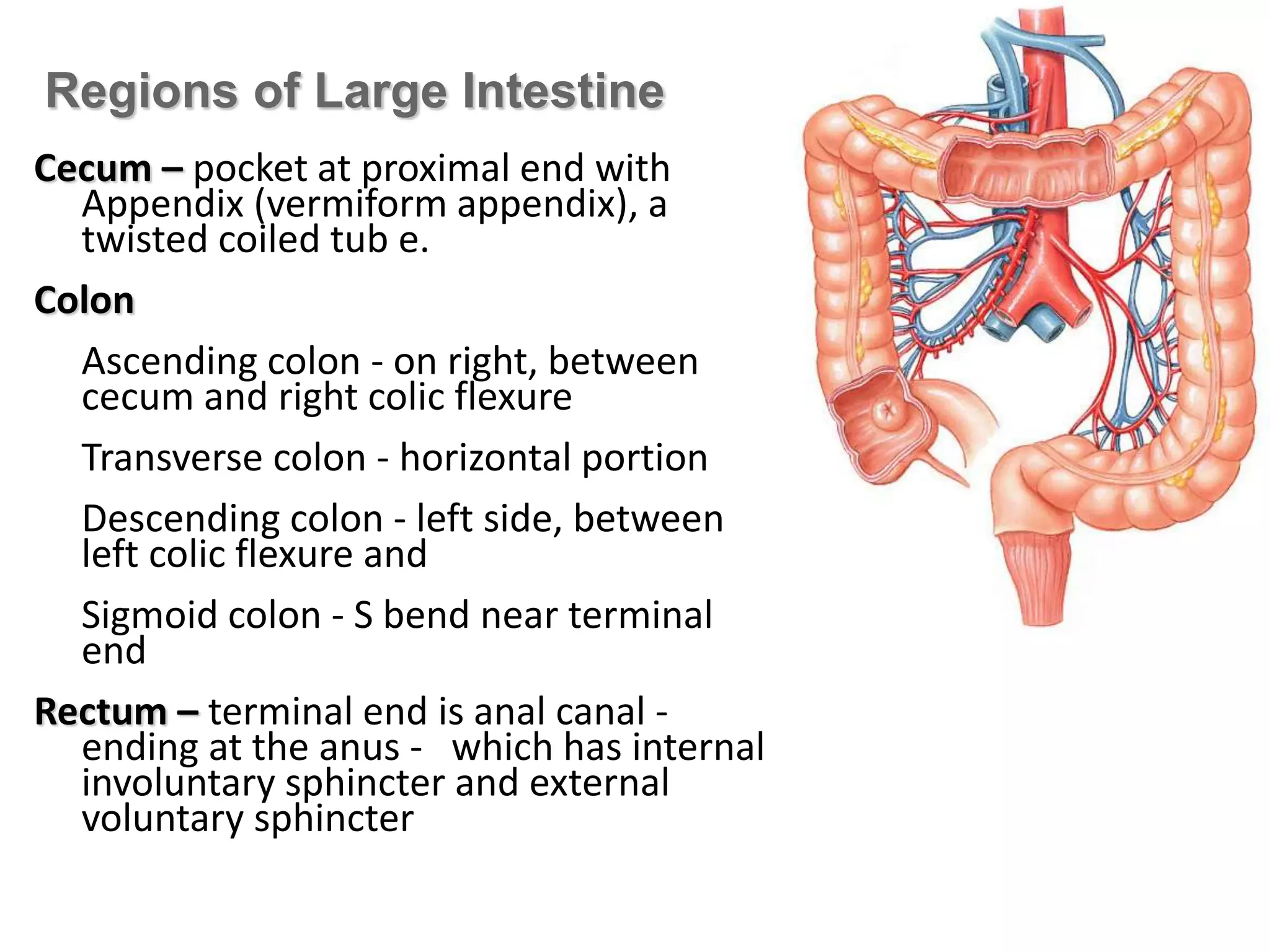 Anatomy of ailmentary canal | PPTX