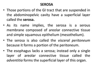 Anatomy of ailmentary canal | PPTX | Digestive Disorders | Diseases and ...