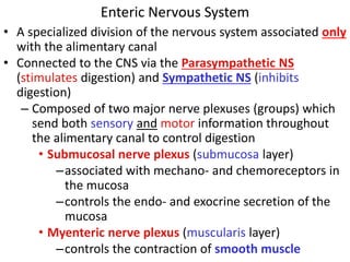 Anatomy of ailmentary canal | PPTX | Digestive Disorders | Diseases and ...