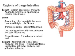 Anatomy of ailmentary canal