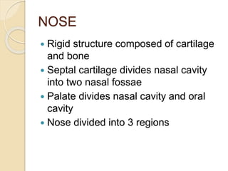 Anatomy of airway | PPTX