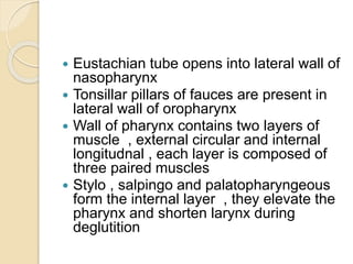 Anatomy of airway | PPTX
