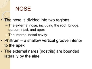 Anatomy of airway | PPTX