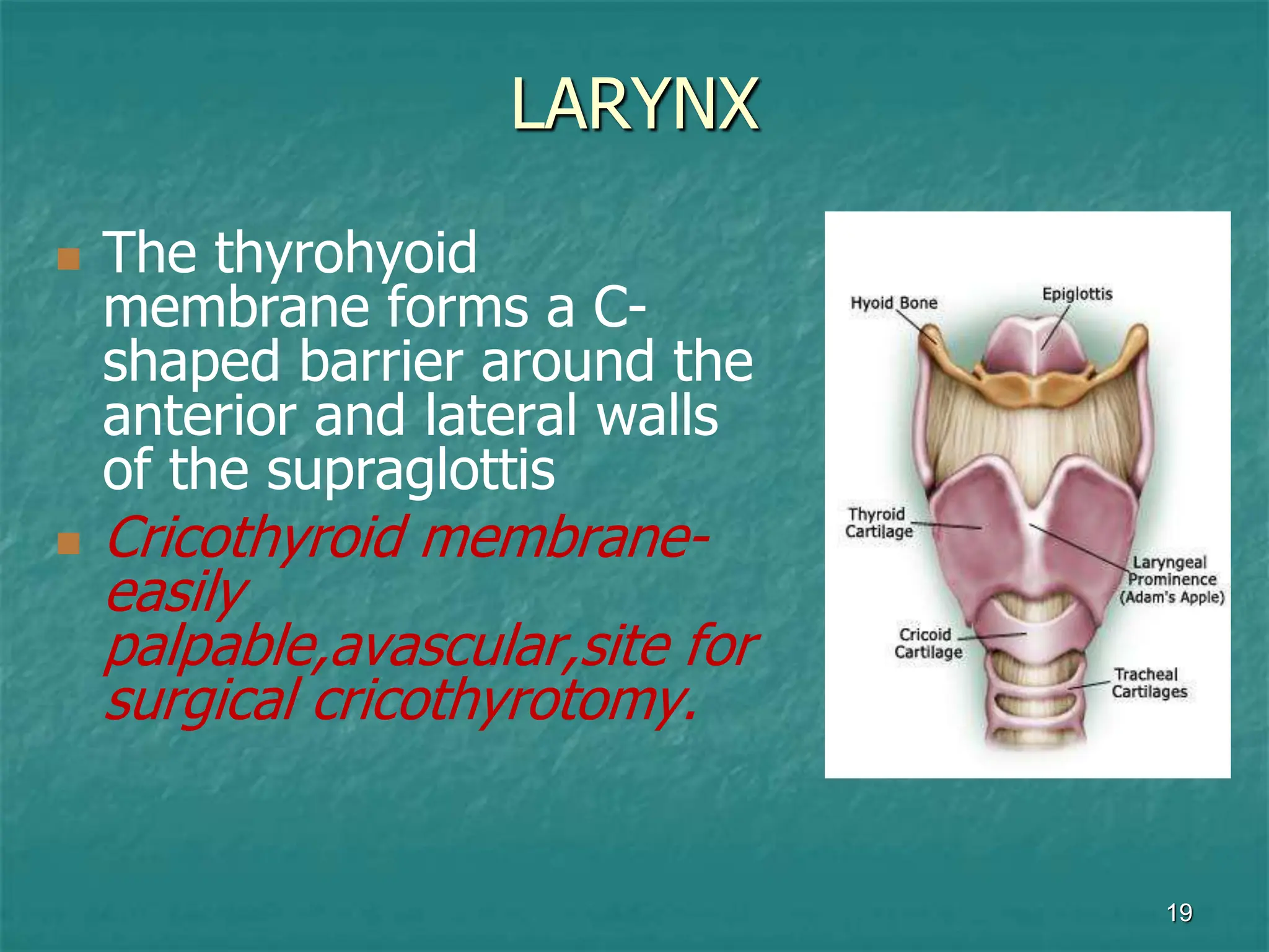Anatomy of Airway adults versus paediatrics.ppt | Ear, Nose and Throat ...
