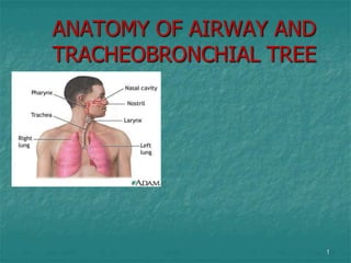 Anatomy of Airway adults versus paediatrics.ppt