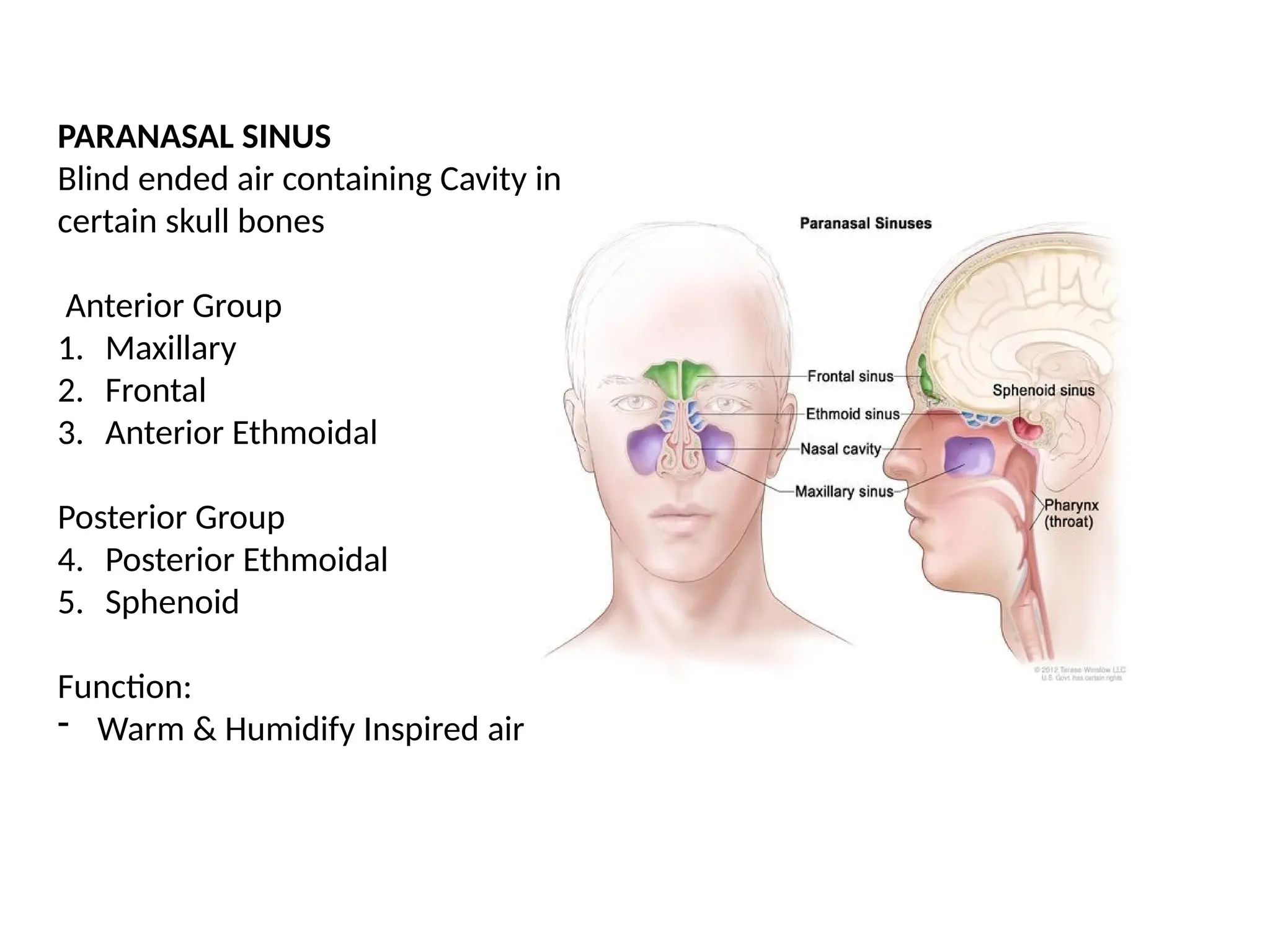 ANATOMY OF AIRWAY anesthesia, imortant.pptx