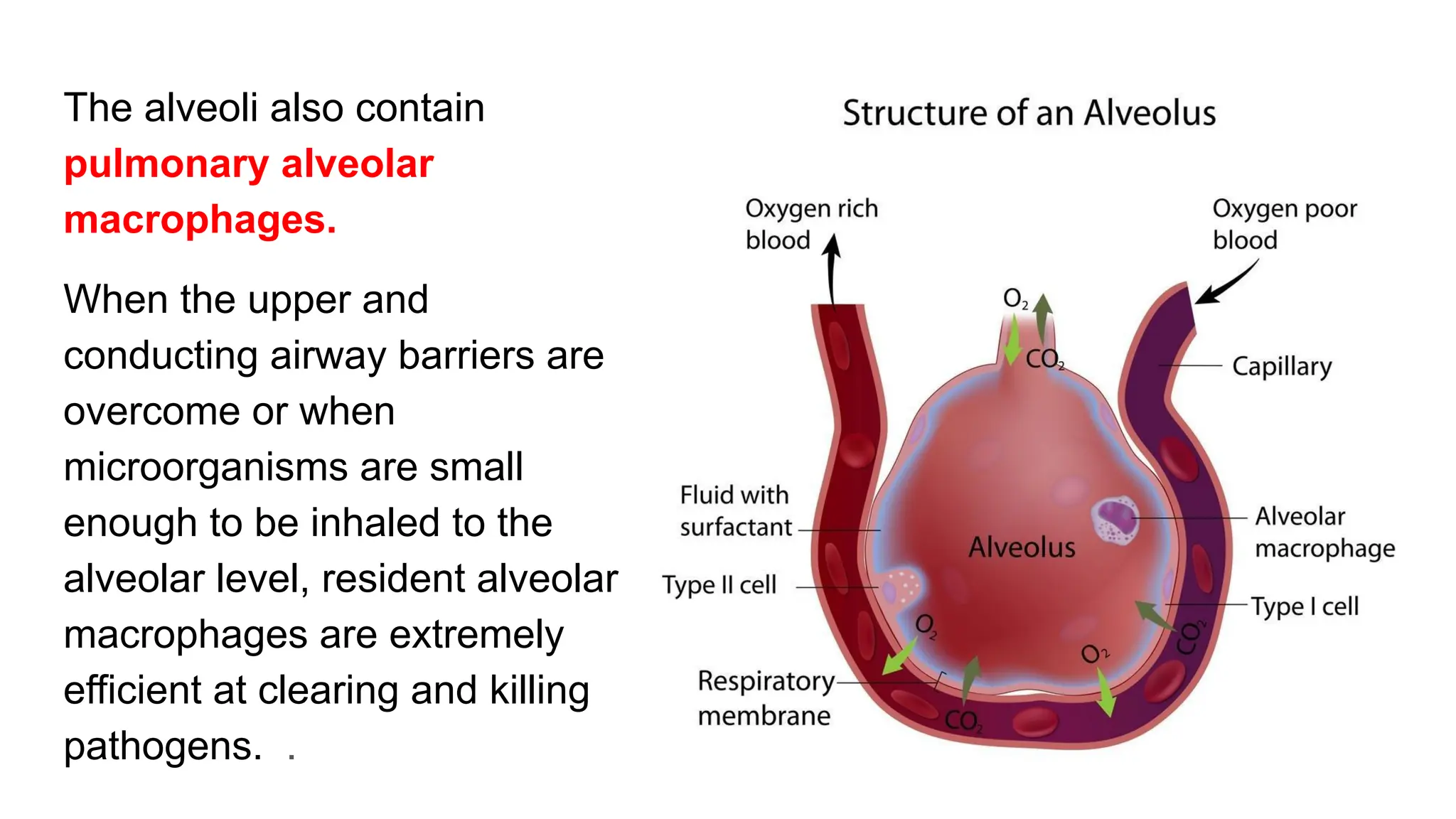 ANATOMY OF AIRWAYS - Important Points.pdf