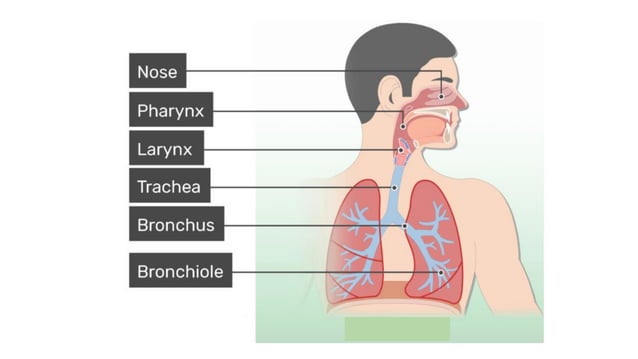 ANATOMY OF AIRWAYS - Important Points.pdf
