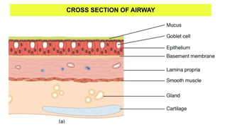ANATOMY OF AIRWAYS - Important Points.pdf