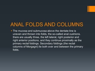 Anatomy of anal canal | PPTX