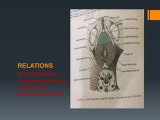 Anatomy of anal canal | PPTX