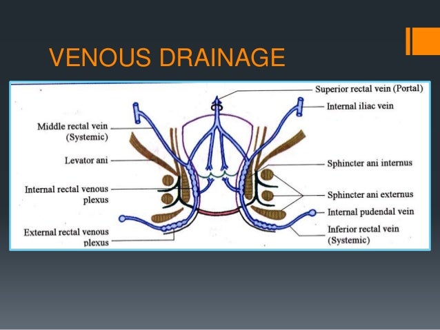 Anatomy of anal canal