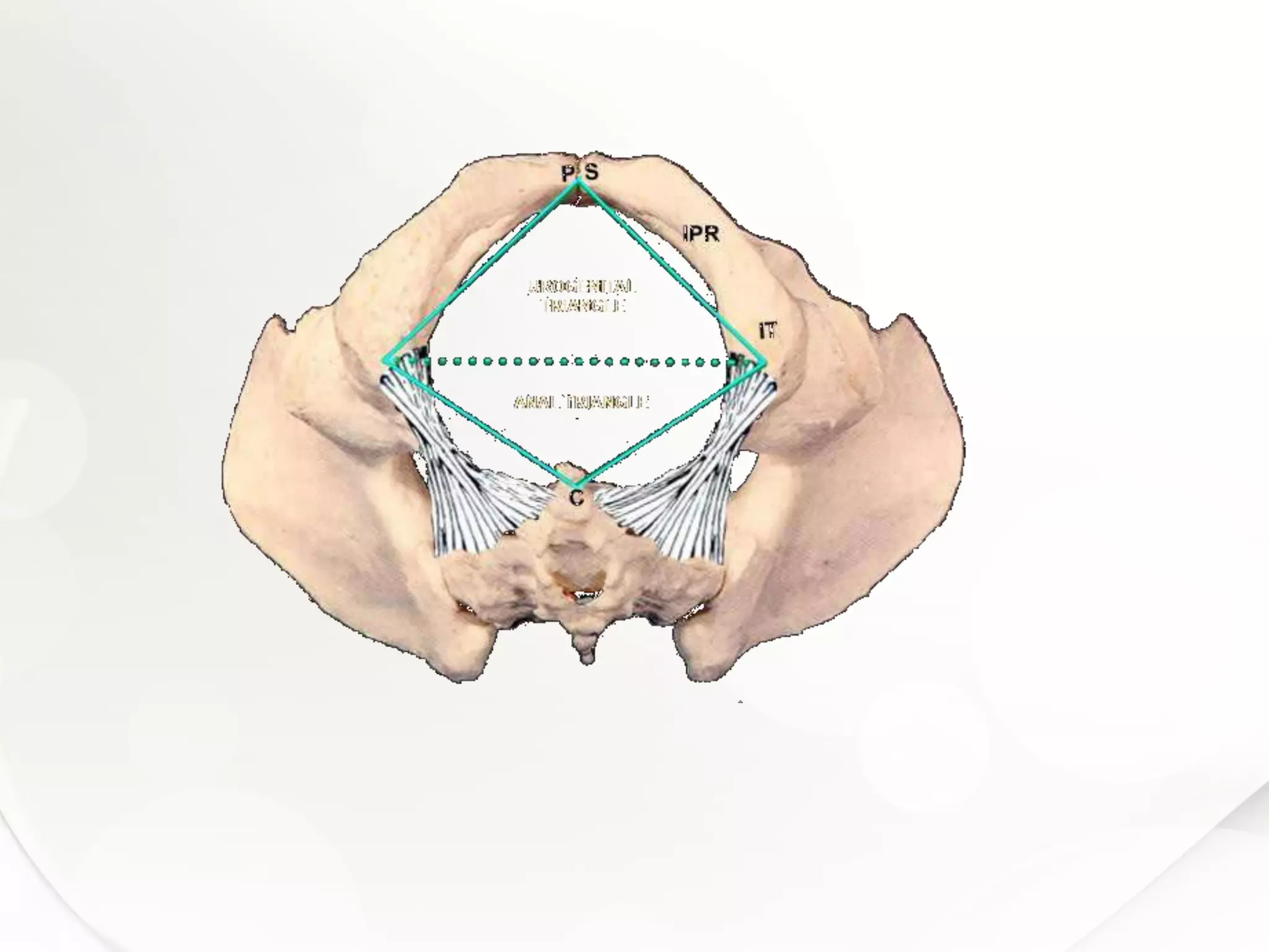 Anatomy of anal sphincter and perineal body | PPTX