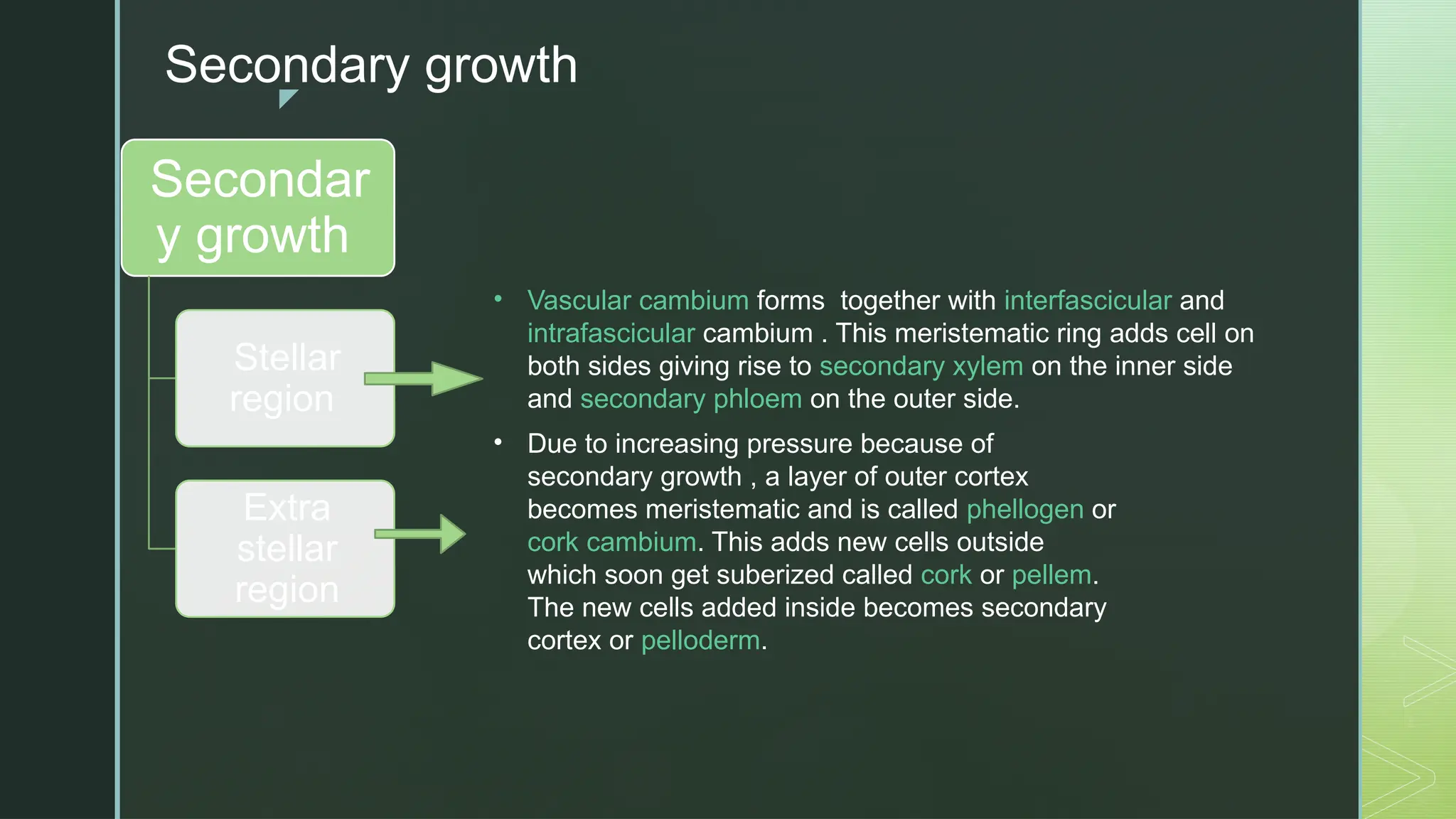 Anatomy of angiosperms plants - Minakshi.pptx