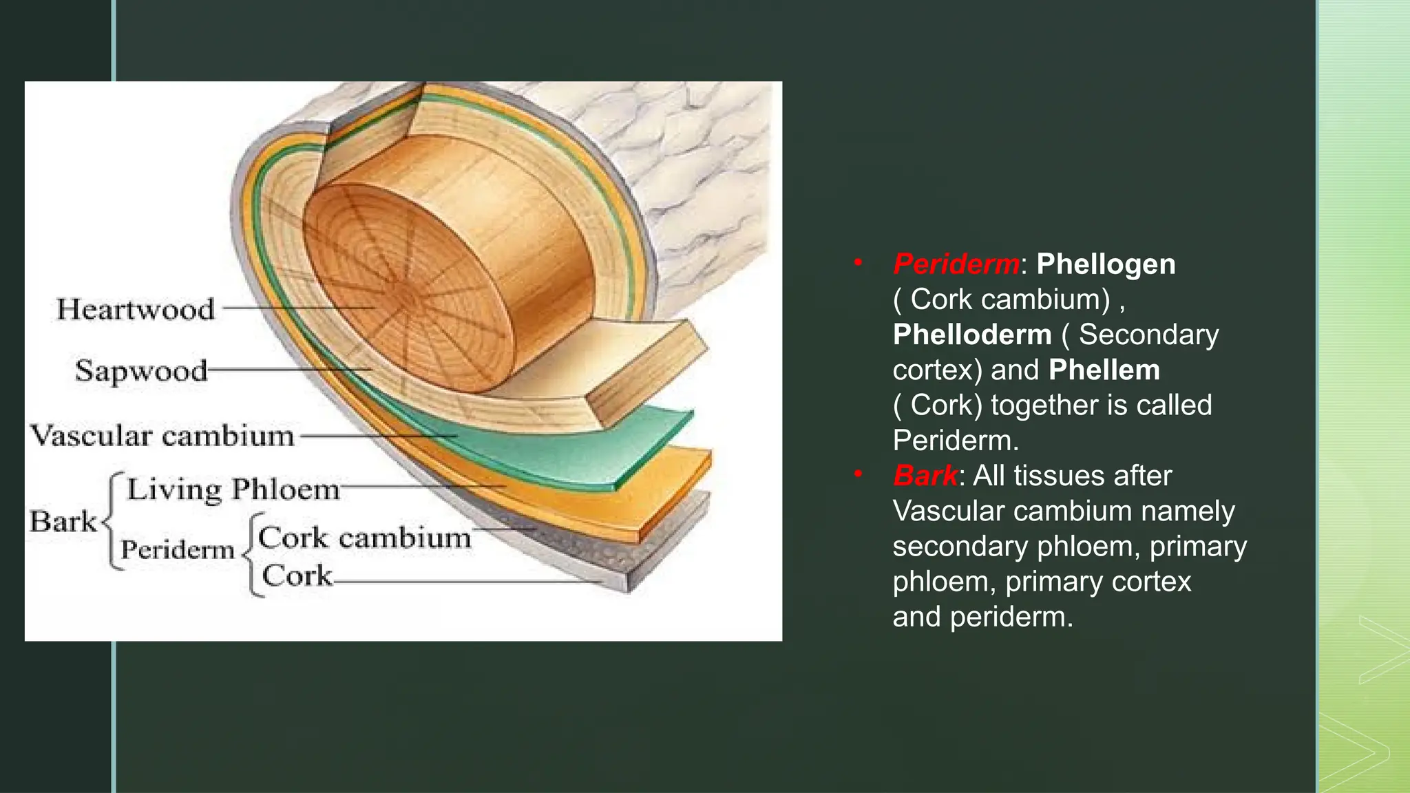 Anatomy of angiosperms plants - Minakshi.pptx