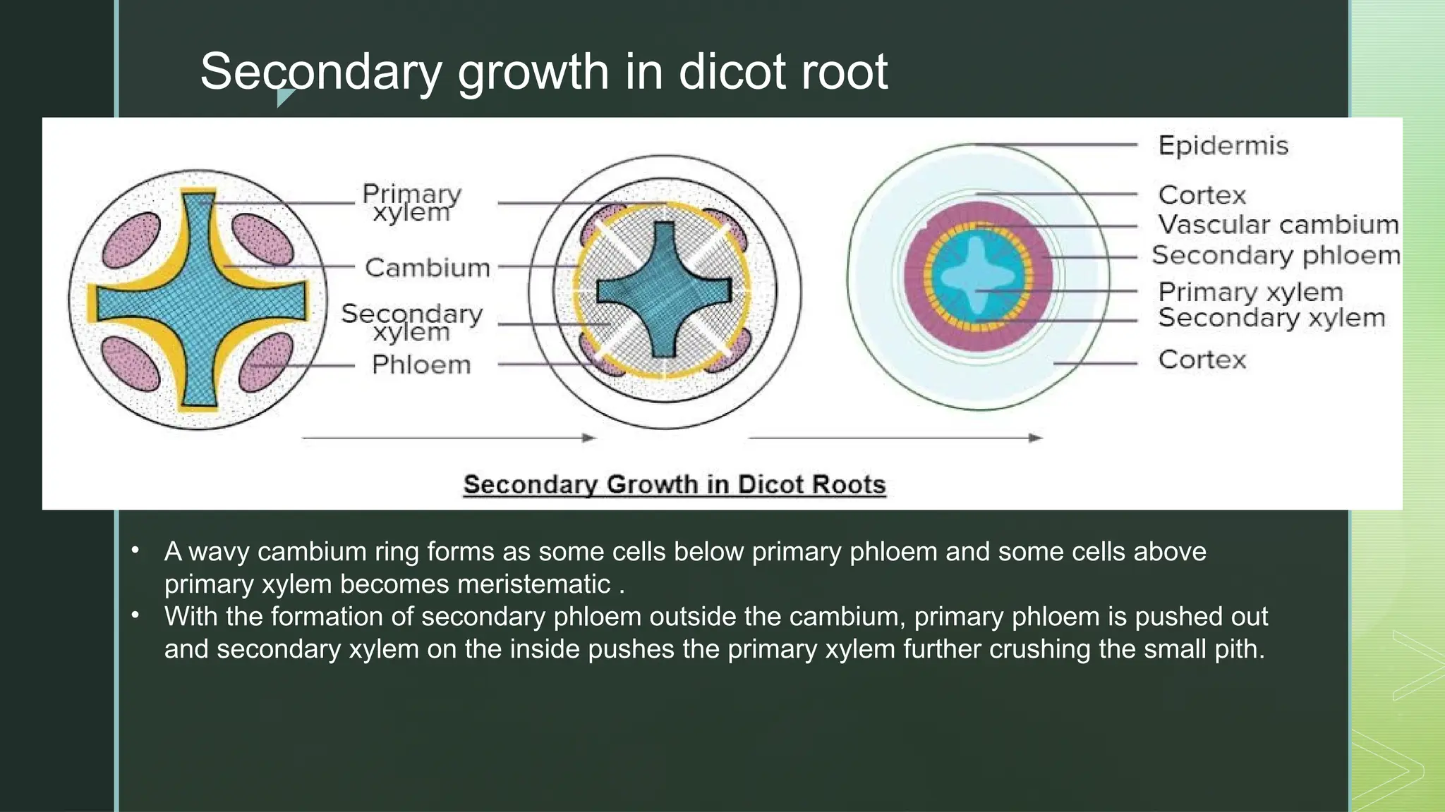 Anatomy of angiosperms plants - Minakshi.pptx