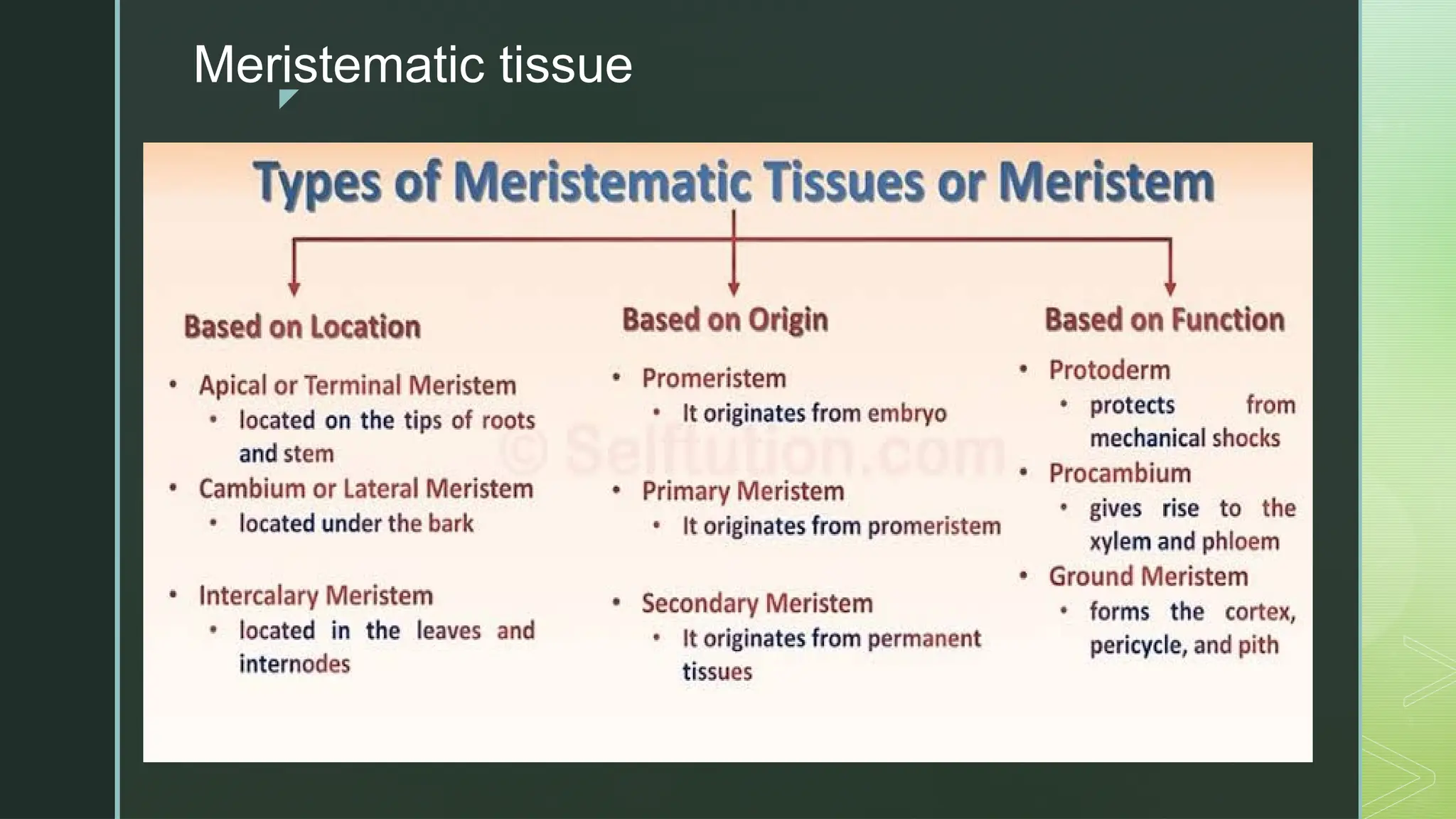 Anatomy of angiosperms plants - Minakshi.pptx