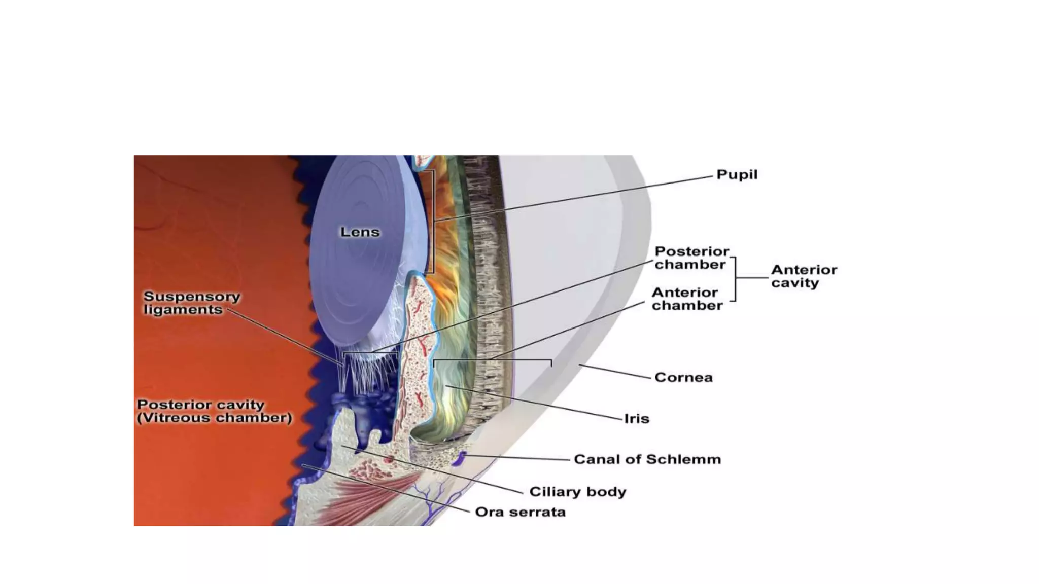 Anatomy of Angle of Anterior chamber.pptx