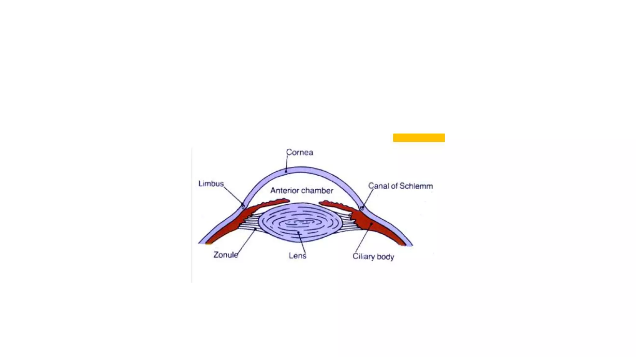 Anatomy of Angle of Anterior chamber.pptx