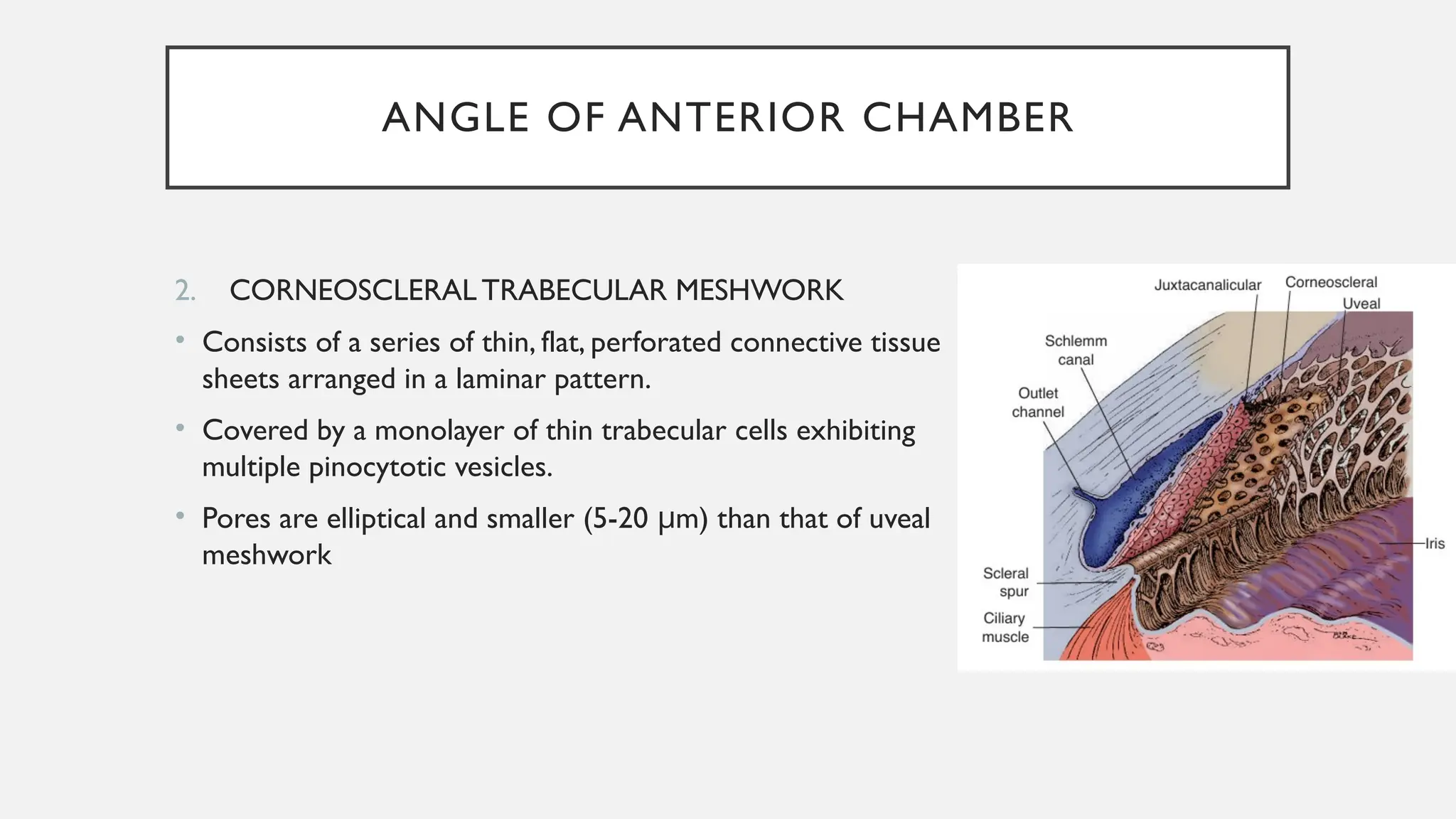 ANATOMY OF ANGLE OF ANTERIOR CHAMBER dr sanjana.pptx