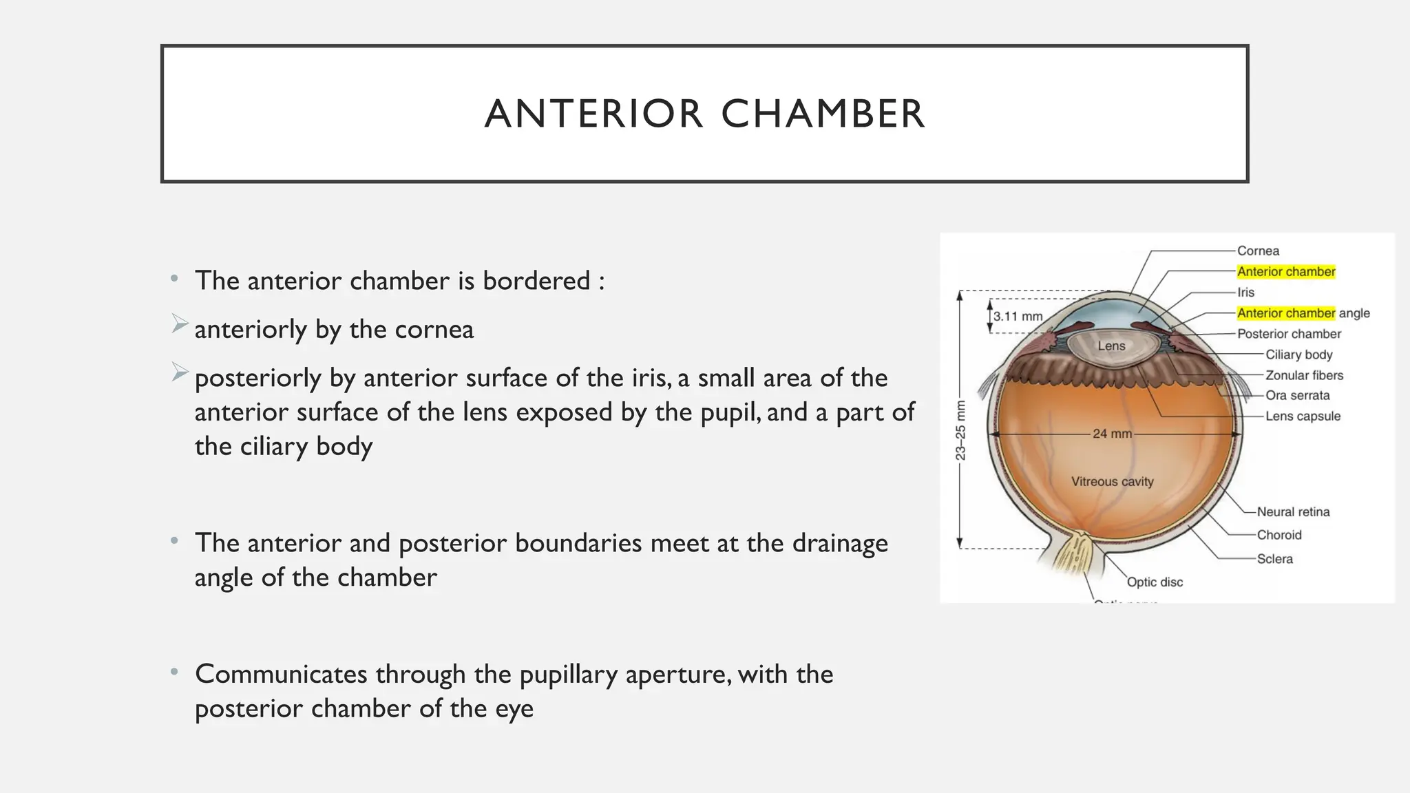 ANATOMY OF ANGLE OF ANTERIOR CHAMBER dr sanjana.pptx