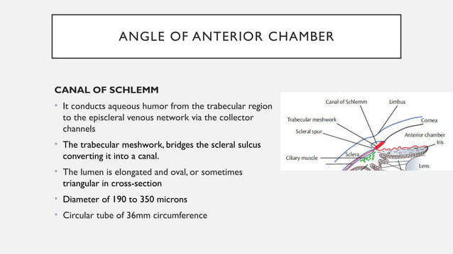 ANATOMY OF ANGLE OF ANTERIOR CHAMBER dr sanjana.pptx