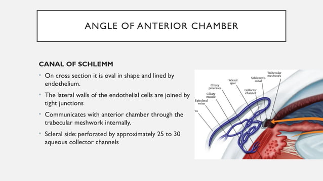ANATOMY OF ANGLE OF ANTERIOR CHAMBER dr sanjana.pptx