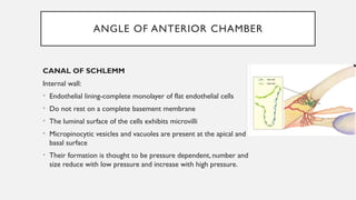 ANATOMY OF ANGLE OF ANTERIOR CHAMBER dr sanjana.pptx