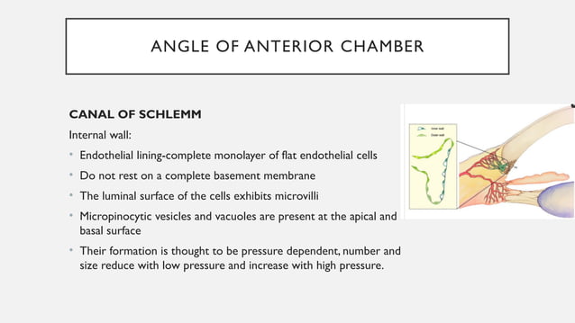 ANATOMY OF ANGLE OF ANTERIOR CHAMBER dr sanjana.pptx