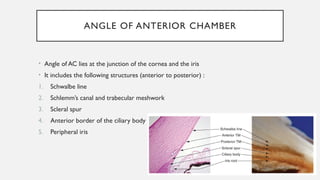ANATOMY OF ANGLE OF ANTERIOR CHAMBER dr sanjana.pptx