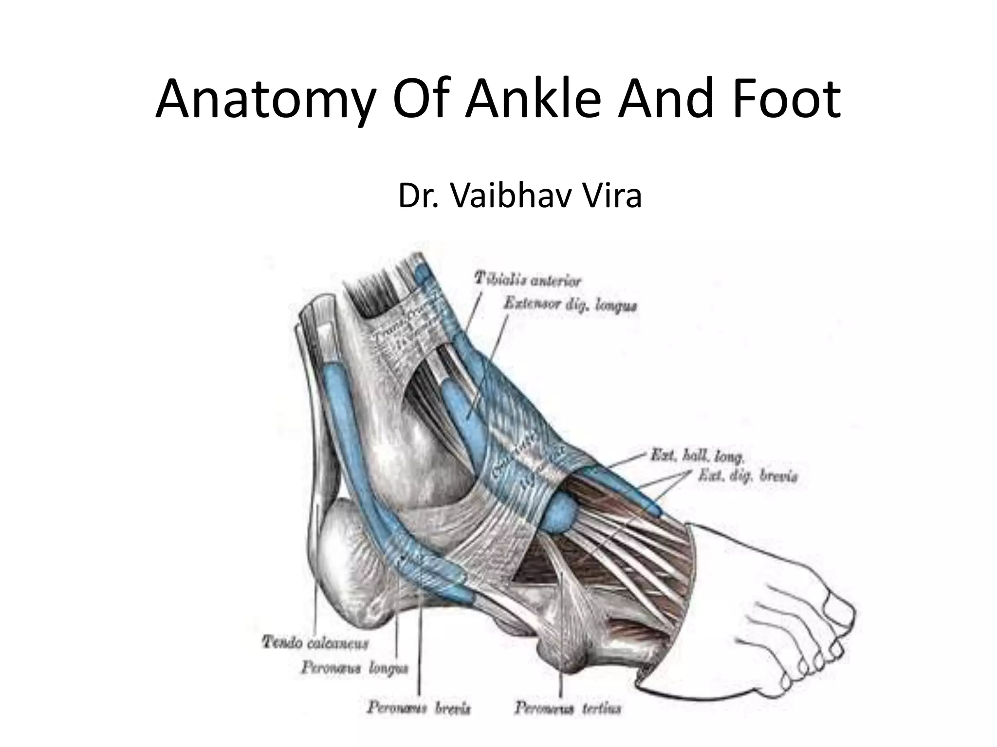 Anatomy of ankle and foot | PPSX