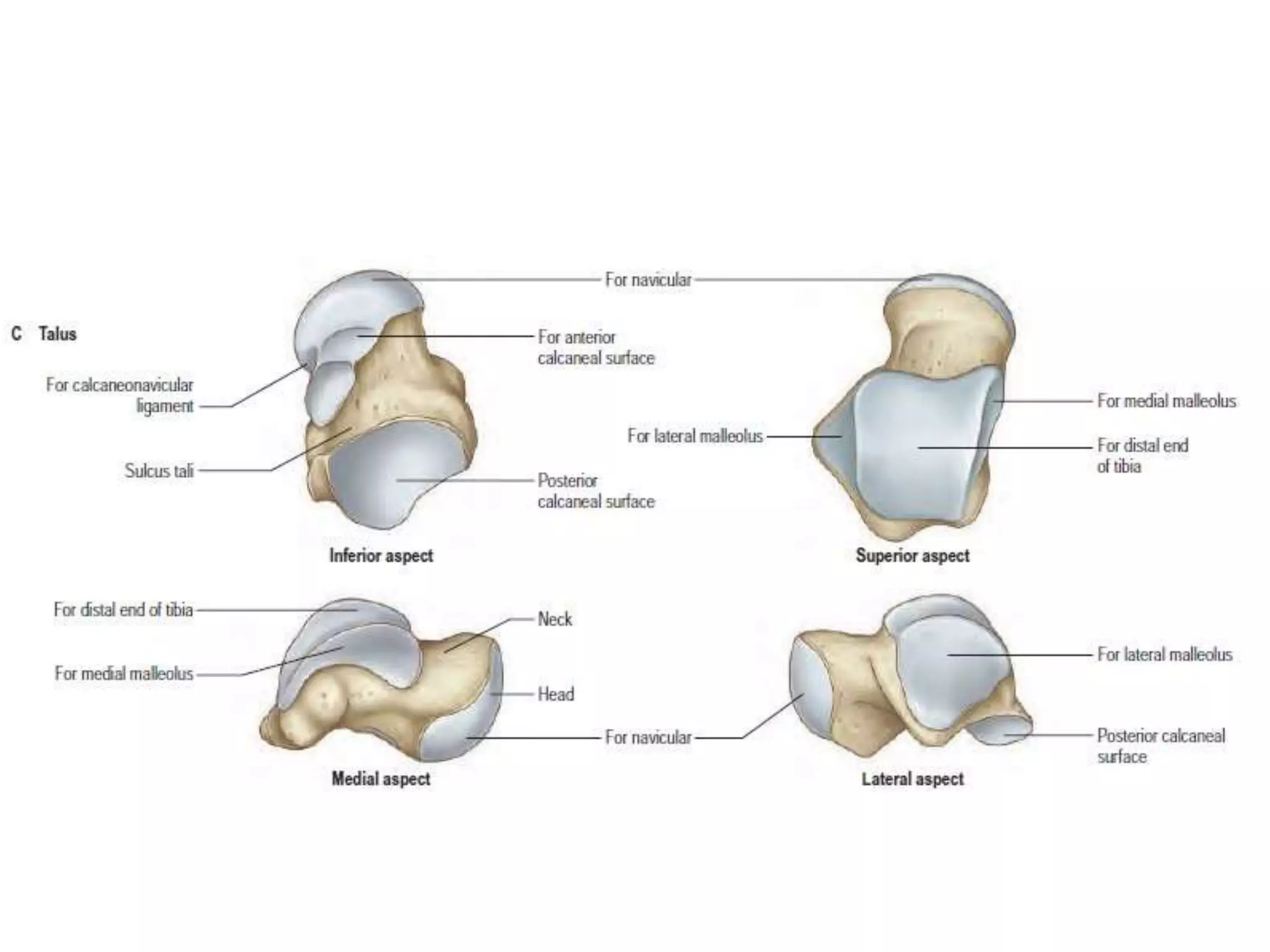 Anatomy of ankle and foot | PPSX