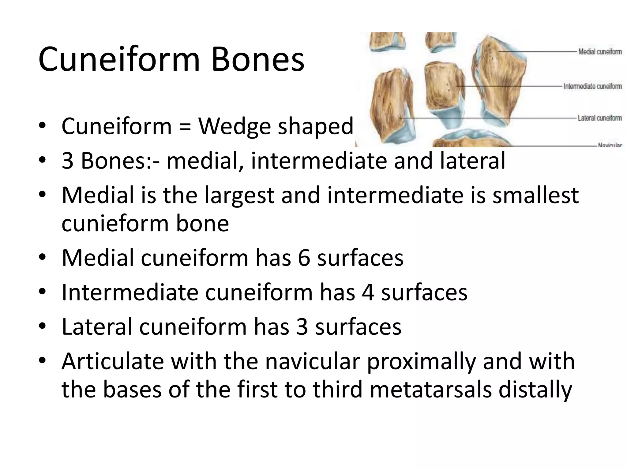 Anatomy of ankle and foot | PPSX