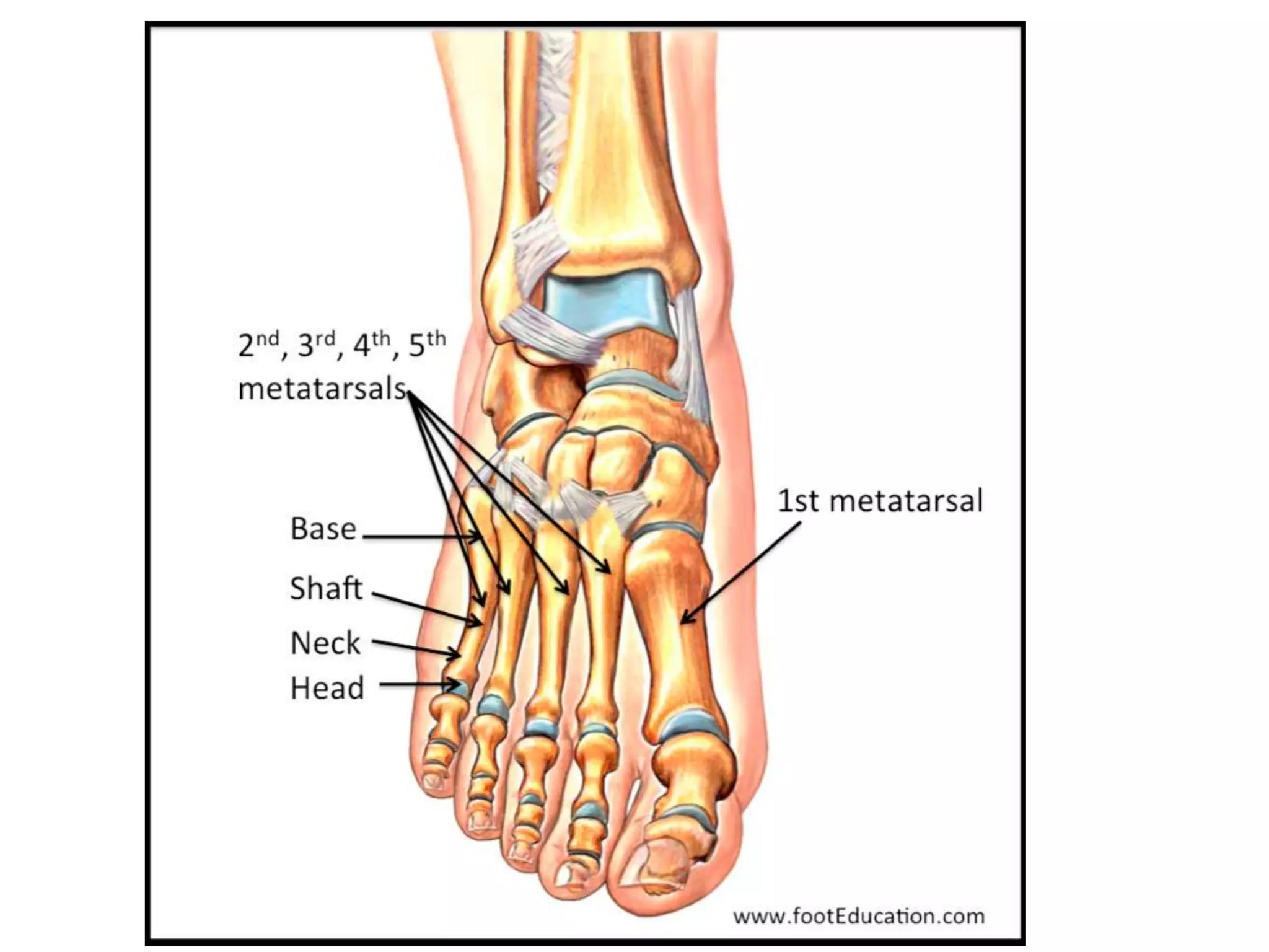 Anatomy of ankle and foot | PPSX