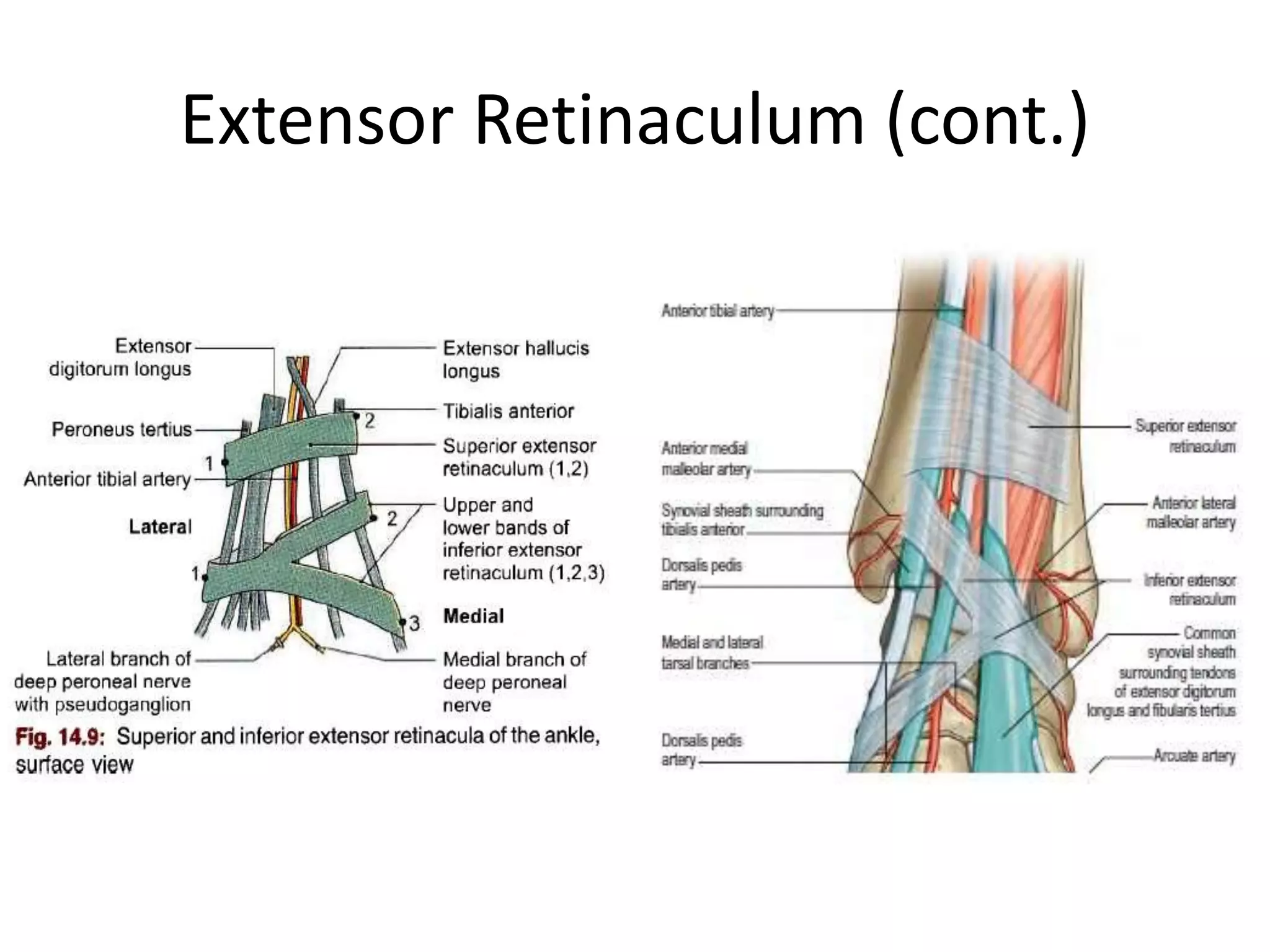 Anatomy of ankle and foot | PPSX