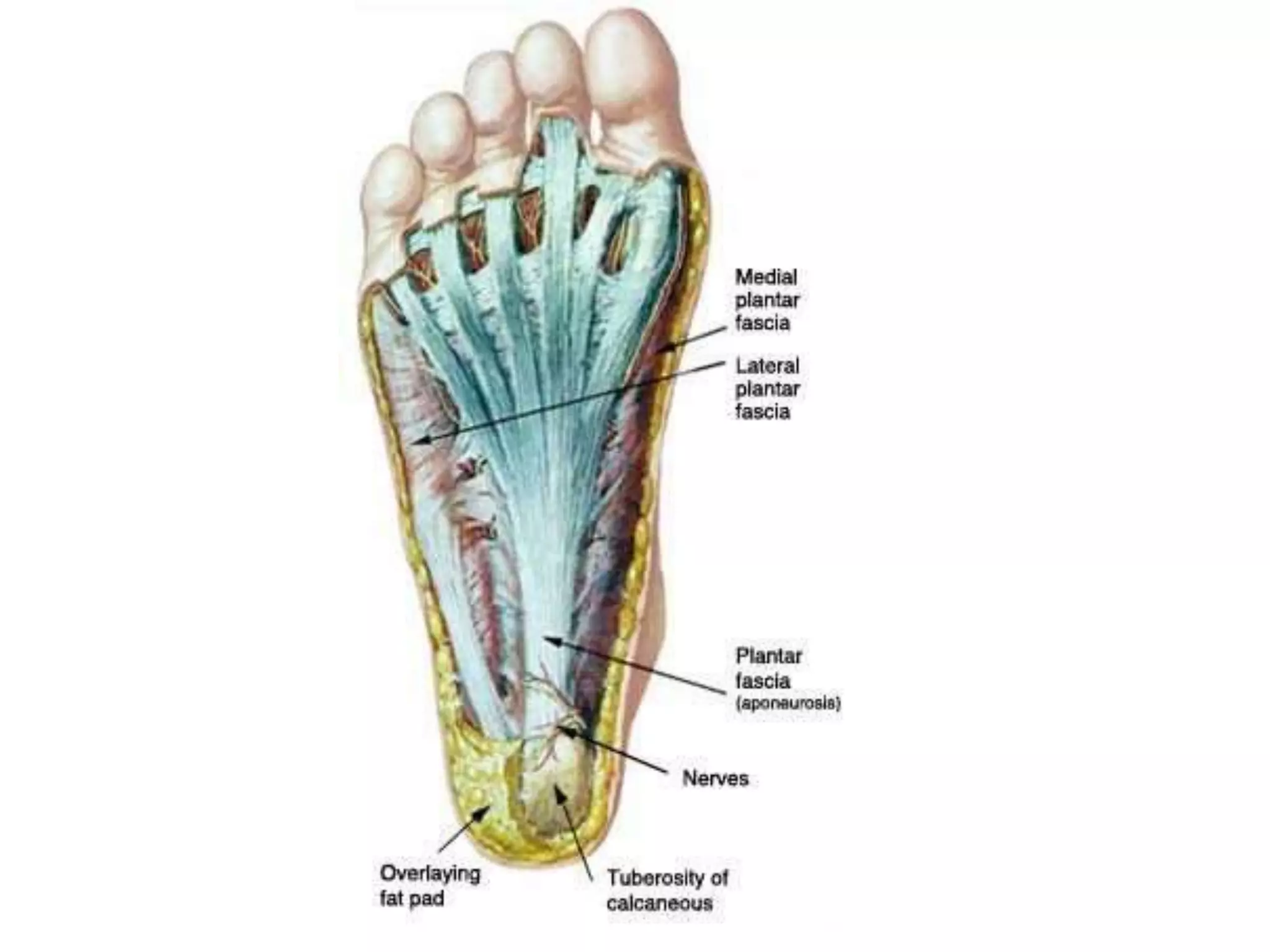 Anatomy of ankle and foot | PPSX