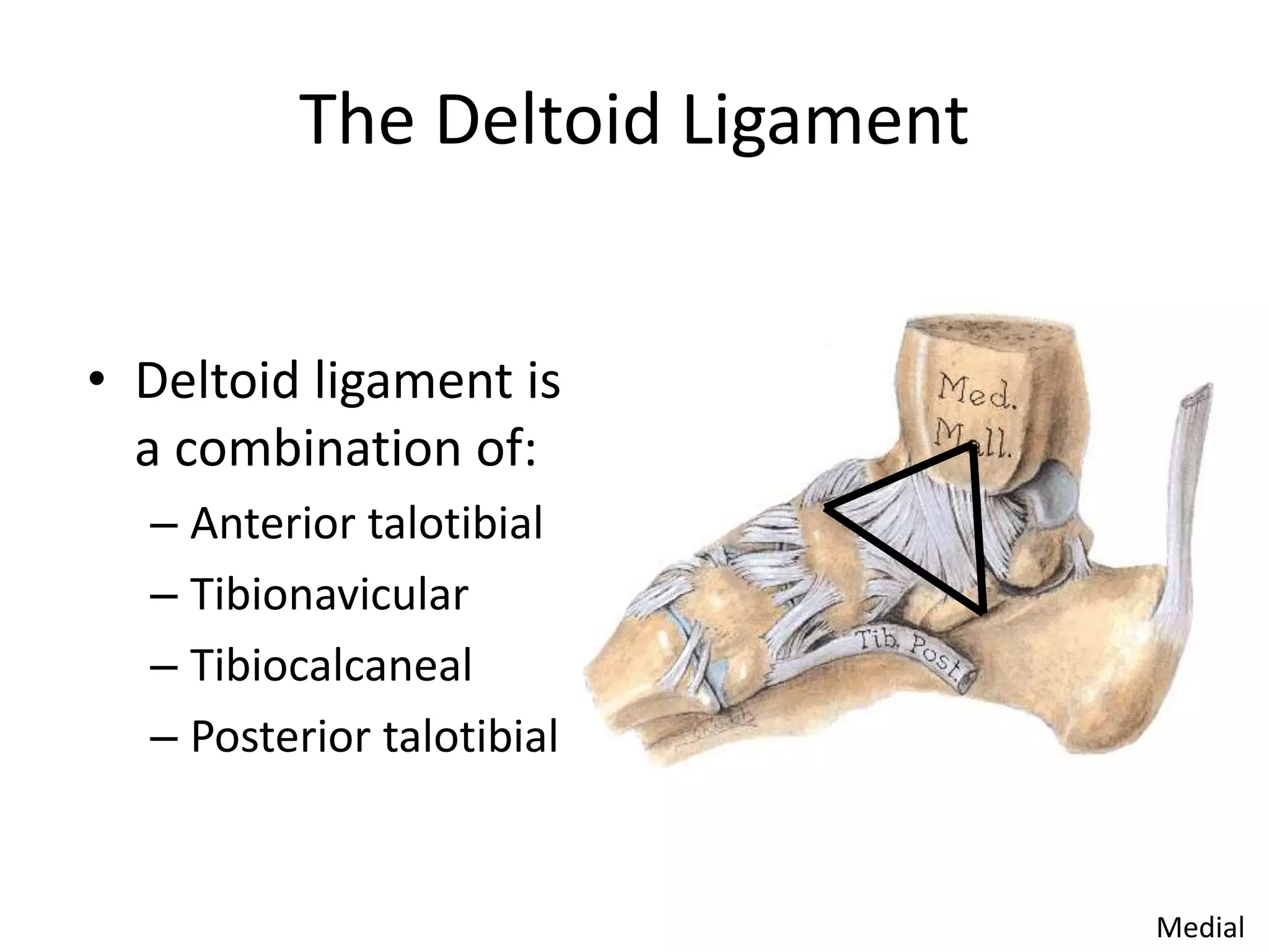 Anatomy of ankle and foot | PPSX