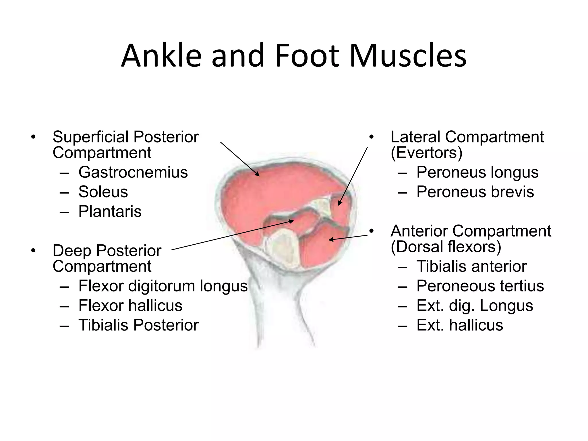 Anatomy of ankle and foot | PPSX