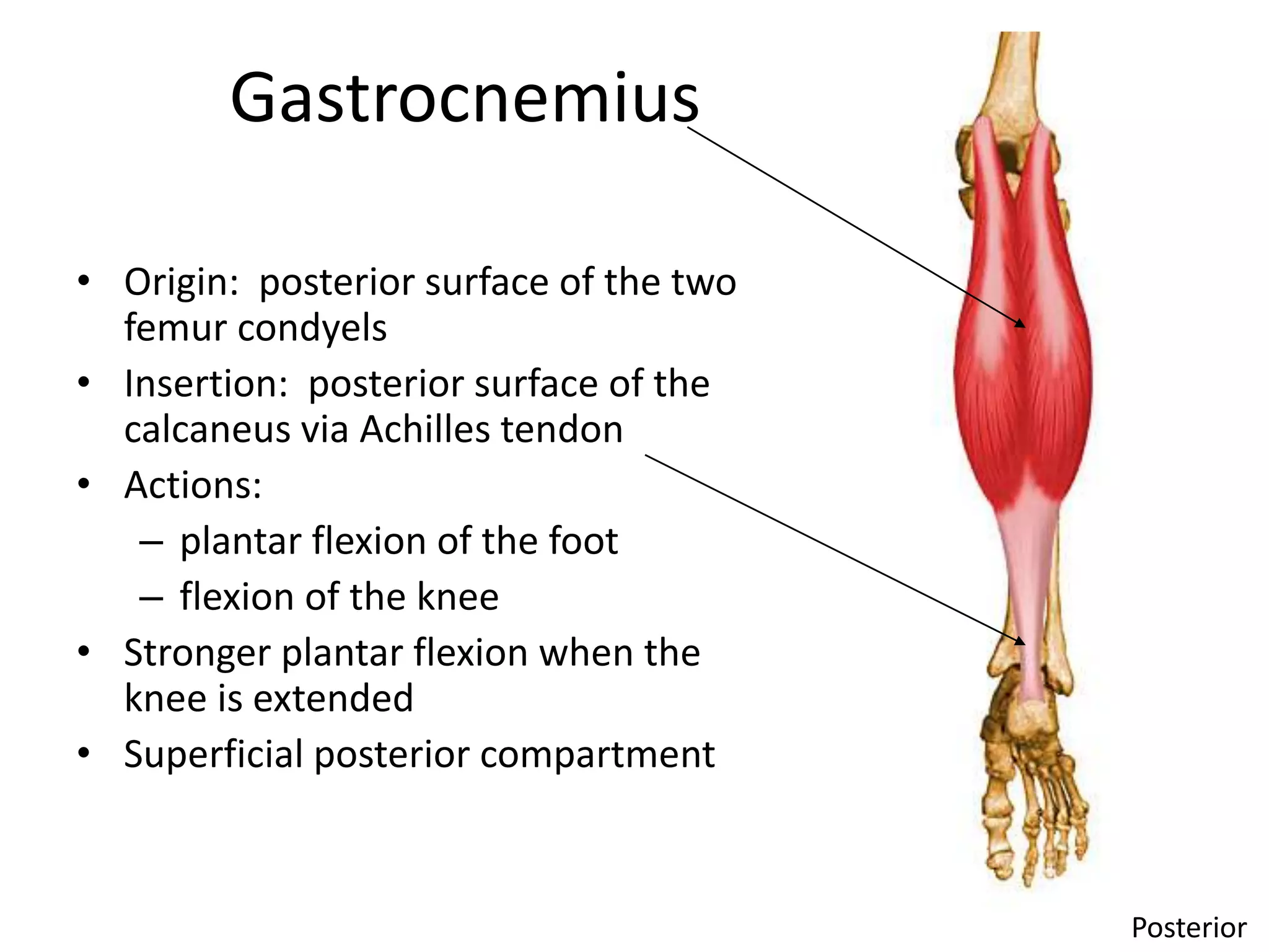 Anatomy of ankle and foot | PPSX