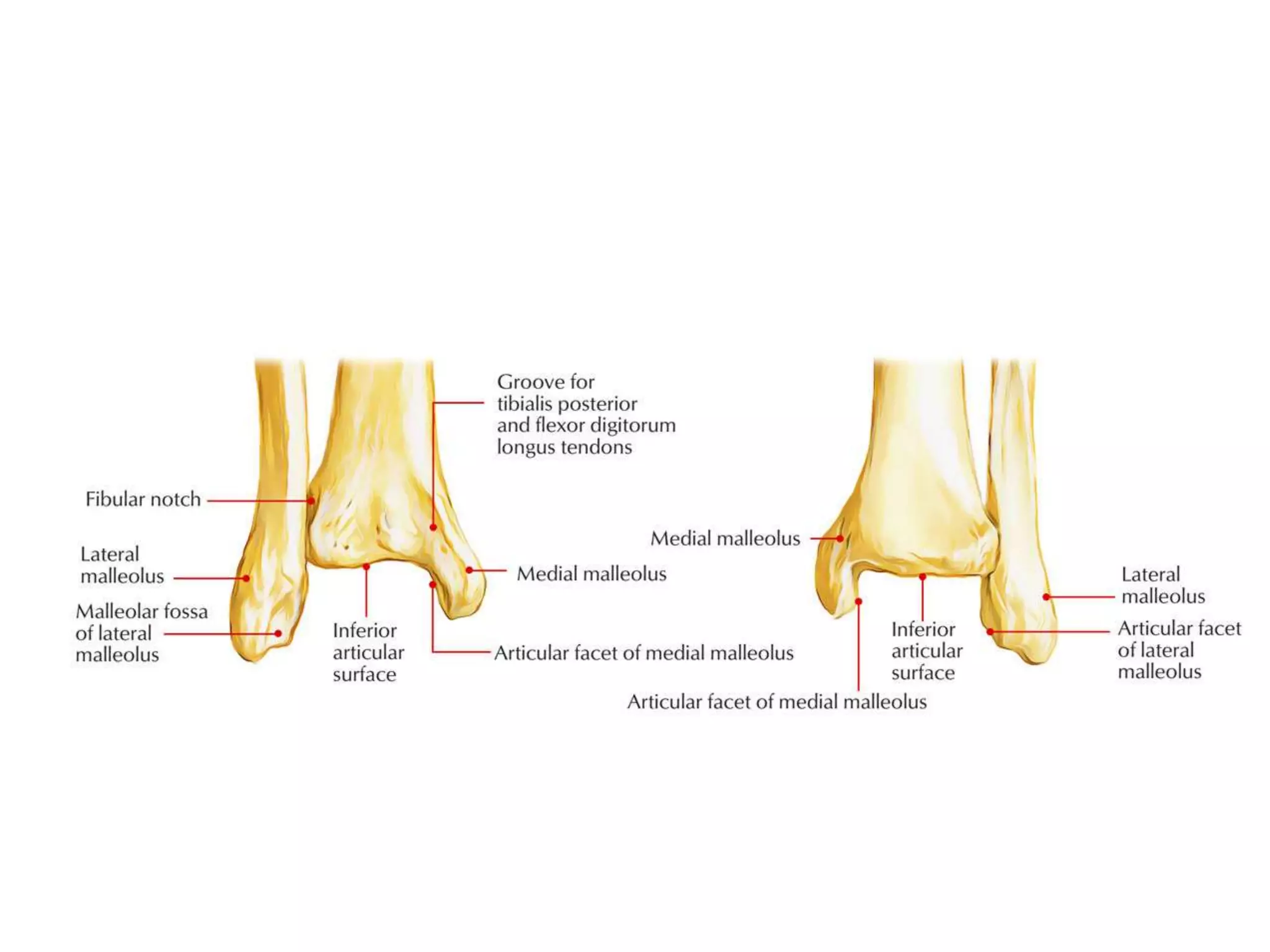 Anatomy of ankle and foot | PPSX