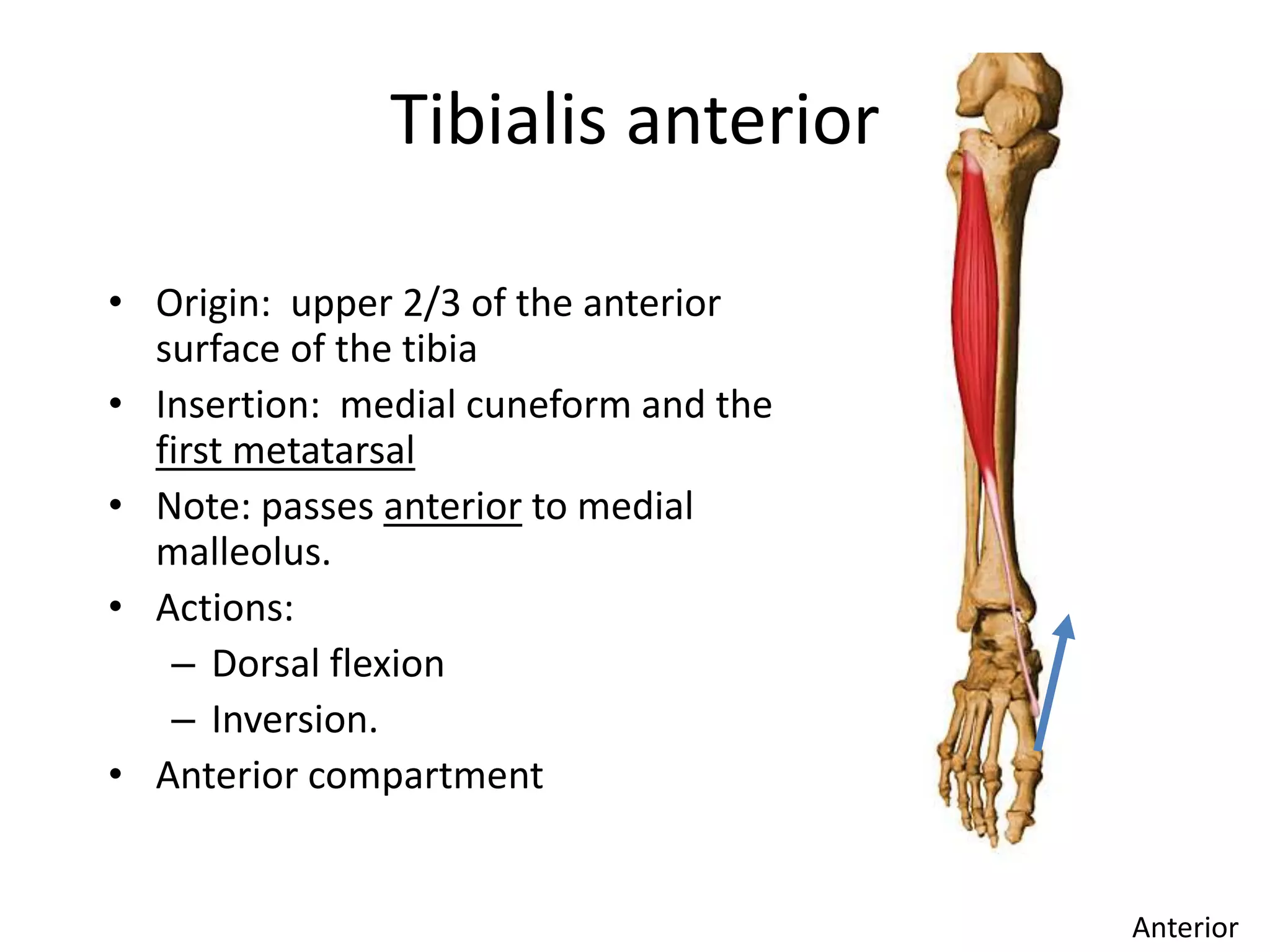 Anatomy of ankle and foot | PPSX