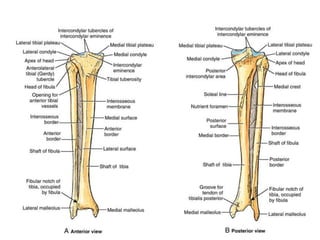 Anatomy of ankle and foot | PPSX