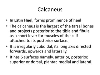 Anatomy of ankle and foot | PPSX