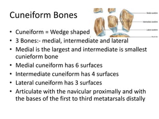Anatomy of ankle and foot | PPSX