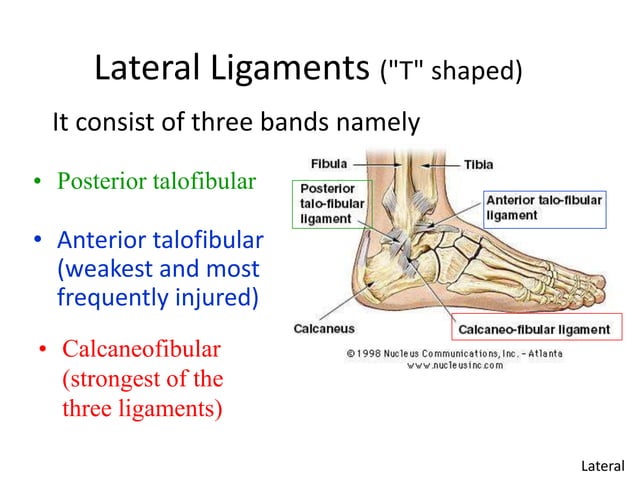 Anatomy of ankle and foot | PPSX