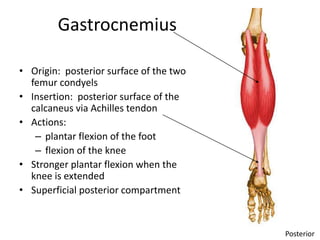 Anatomy of ankle and foot | PPSX